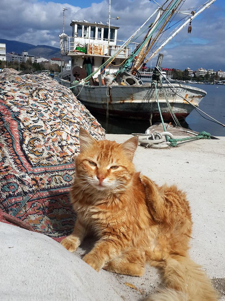 猫奴圣地,一起去伊斯坦布尔撸猫~ 知乎