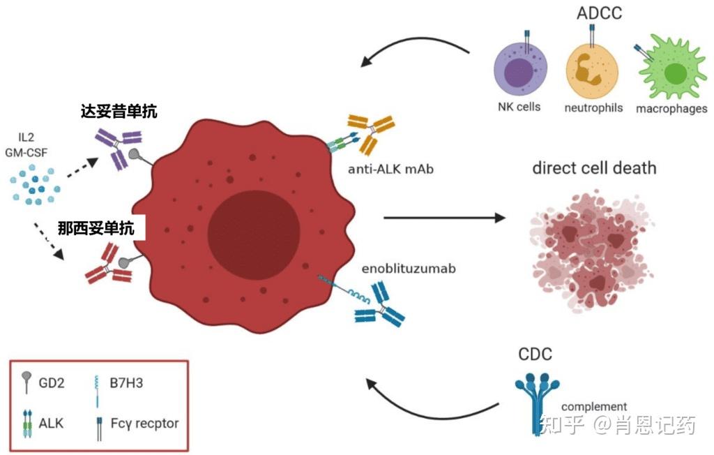 记住所有FDA生物药 | 靶向神经节苷脂GD2 | 达妥昔单抗β，那西妥单抗 | 神经母细胞瘤 - 知乎