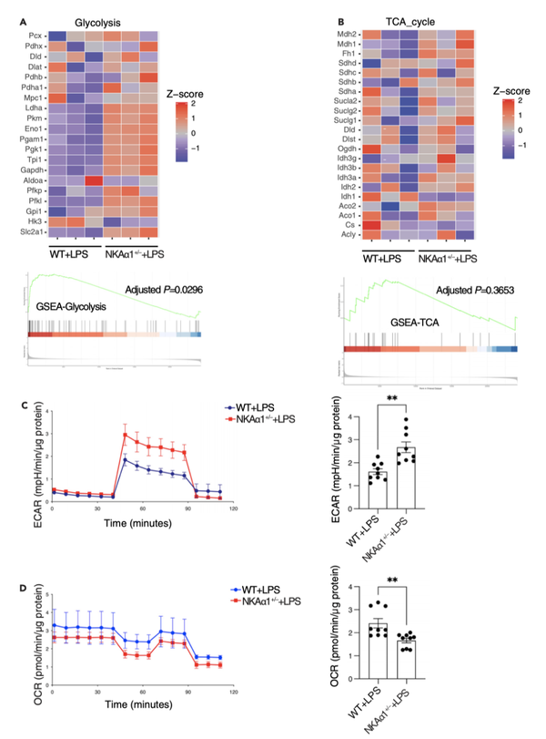 Cell子刊丨钠钾泵的抗炎作用 - 知乎