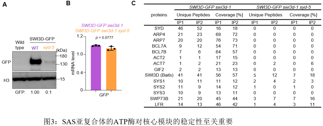 Plant Cell | 中山大学李陈龙课题组揭示植物SWI/SNF染色质重塑复合体靶基因结合及组装的分子机制 - 知乎