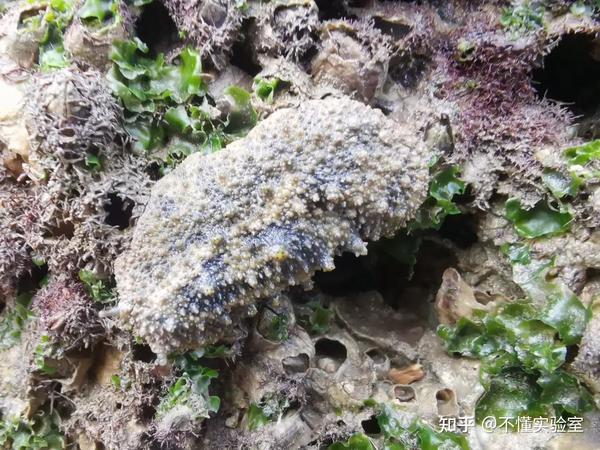 海参太贵？别急，平替来啦！手把手教你辨认“土海参”~ - 知乎