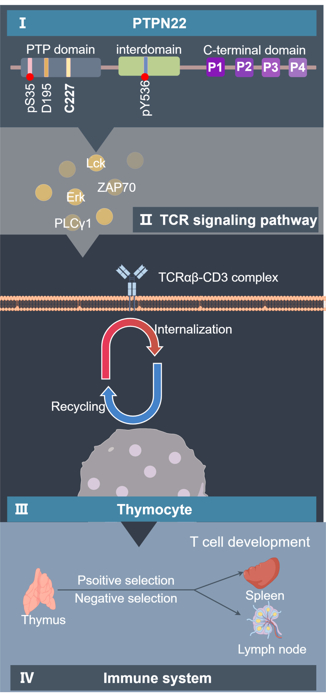 蛋白酪氨酸磷酸酶PTPN22调控T细胞发育 - 知乎
