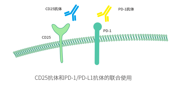 【靶点Talk】CD25：肿瘤免疫疗法新势力 - 知乎