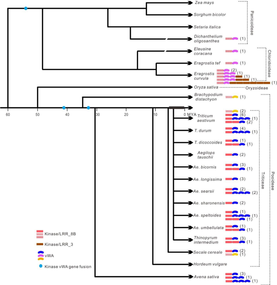 Nature Genetics | 王亚军博士等揭示新型串联激酶融合蛋白WTK6-vWA介导小麦叶锈病抗性 - 知乎