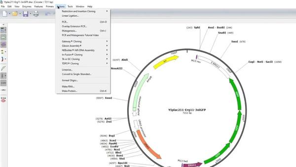 SnapGene 初学者指南 | 使用【Actions】来计划和预测你的克隆实验 - 知乎