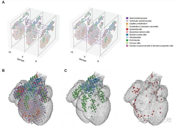 国产空转工具推荐 | STRIDE：使用scRNA-seq对空间转录组进行精准的整合分析 - 知乎