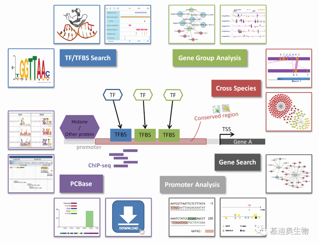 使用PlantPAN 3.0进行启动子和转录因子分析 - 知乎