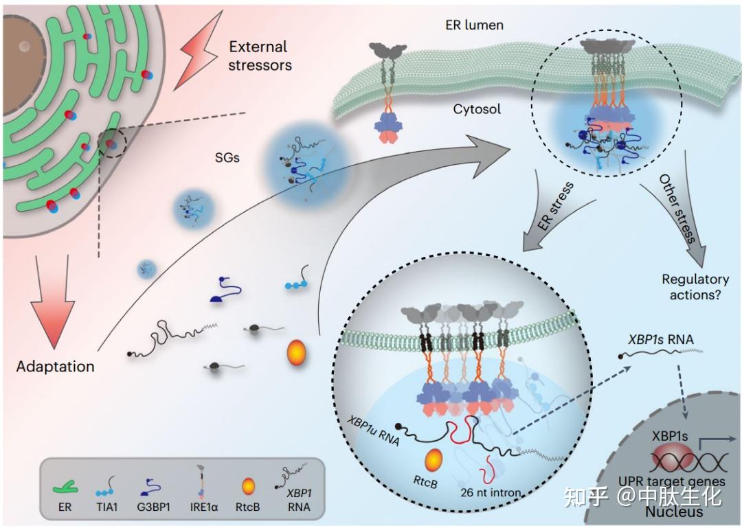 Nat Cell Biol| 武汉大学刘勇团队揭示内质网应激中IRE1α集群形成与细胞应激颗粒组装的耦合机制 - 知乎