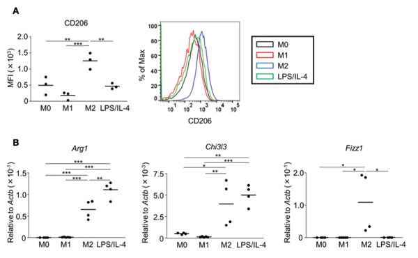 Front. Immunol丨用 LPS 和 IL-4 同时刺激诱导独特的巨噬细胞亚群 - 知乎