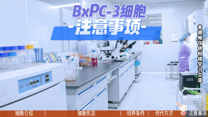 BxPC-3细胞培养，人原位胰腺腺癌细胞培养攻略 - 知乎
