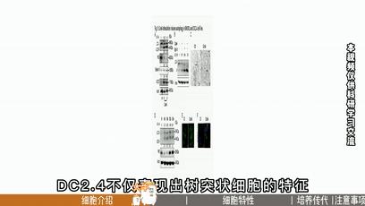 DC2.4细胞培养，一种永生化的小鼠树突状细胞培养攻略-丰晖生物 - 知乎