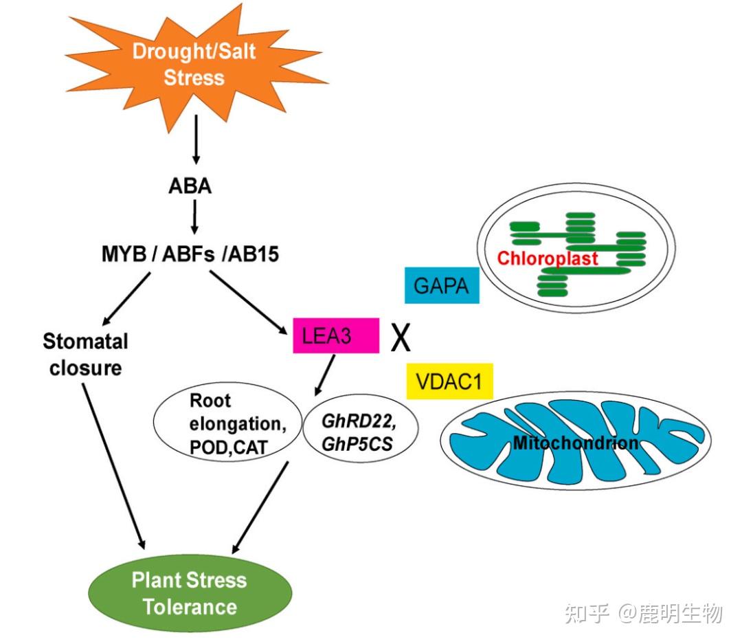 运用棉花酵母文库发现LEA3基因能够增强棉花抗干旱和盐胁迫 - 知乎
