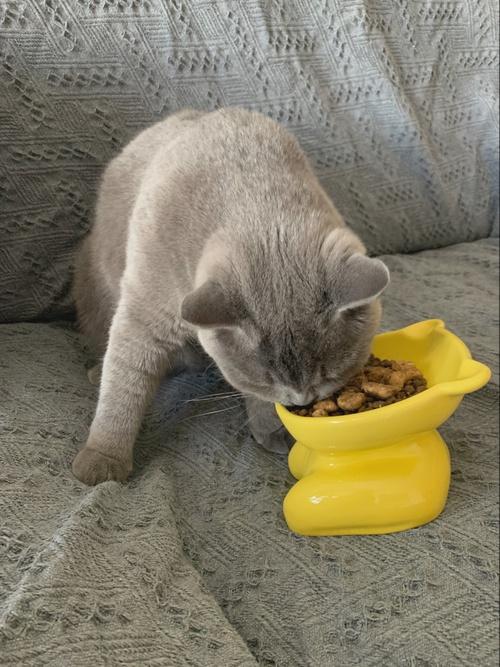 给猫喝酒会怎样:给猫喝酒会有什么反应 知乎