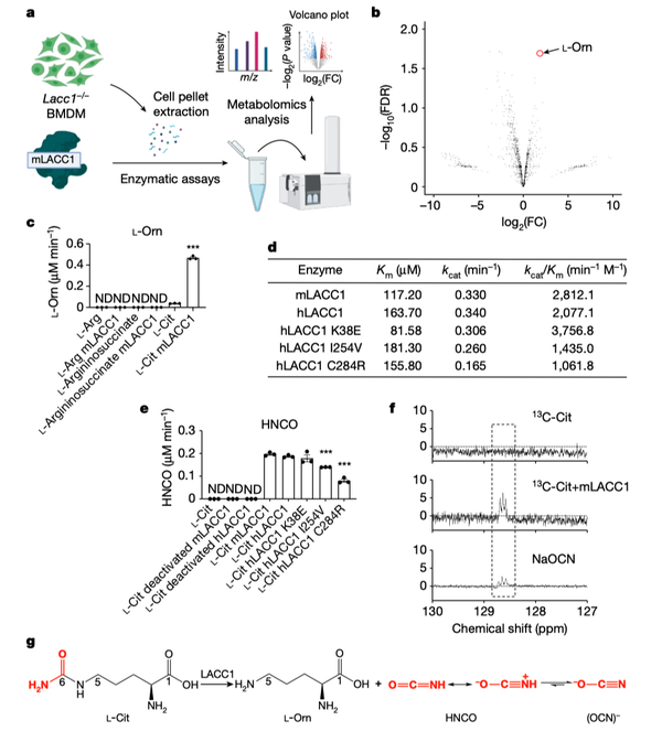 Nature丨LACC1在巨噬细胞免疫代谢的重要作用 - 知乎