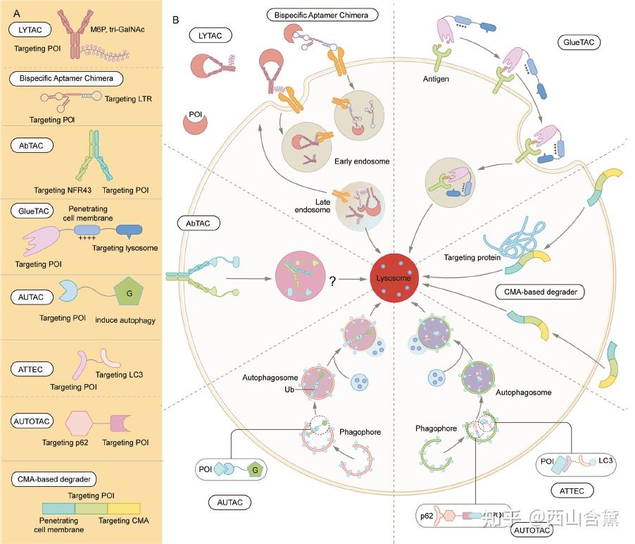 抗体介导的靶蛋白降解技术(TPD) - 知乎
