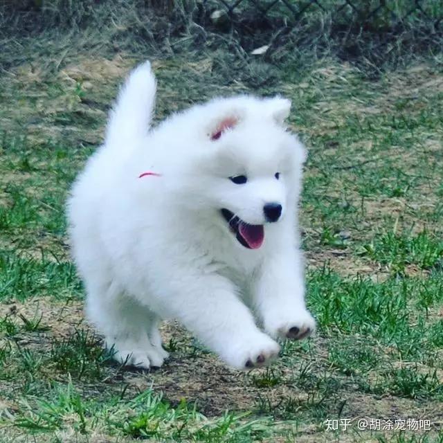 萌宠百科——傻白甜的萨摩耶犬（Samoyed） - 知乎