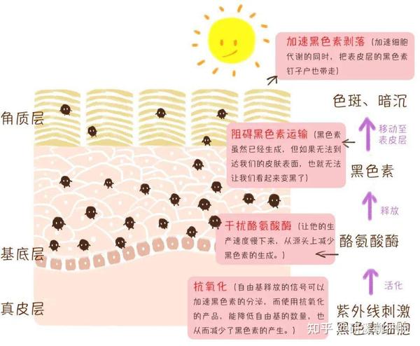 成分科普|美白成分大合集:常见美白成分有哪些?如何有效美白?各种美白成分的美白原理是什么? 知乎