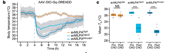 【文献解读】小鼠下丘脑特定神经元群调控低体温症状 - 知乎