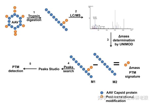 干货分享 | AAV衣壳表征 - 知乎