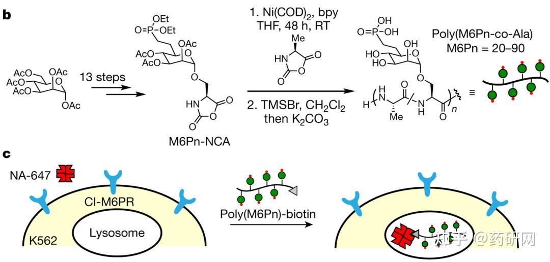 新旧诺奖之碰撞：下一代靶向蛋白降解技术 - 知乎