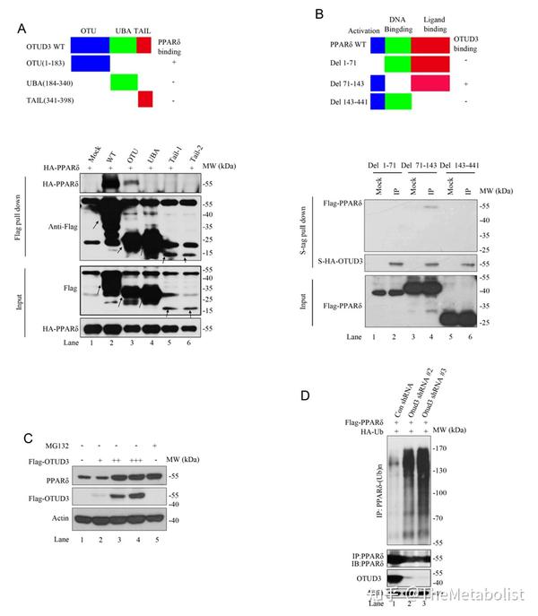 代谢学人——Cell Metabolism：去泛素化酶OTUD3调控代谢稳态以响应代谢压力 - 知乎