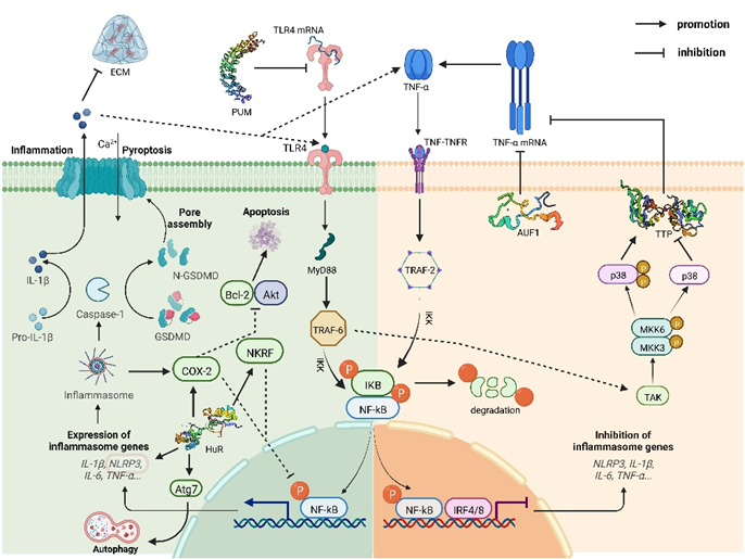 Aging Res Rev 综述︱退行性关节疾病发病机制的新见解：RNA结合蛋白在椎间盘退变和骨性关节炎中的作用 - 知乎