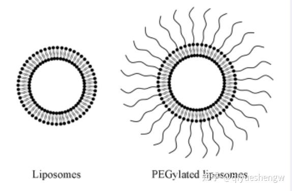 聚已内酯PCL,聚乳酸PLA,聚丙烯酸PAA,聚丙乙烯PS,聚乙烯亚胺PEI纳米粒包载阿霉素,顺铂 - 知乎