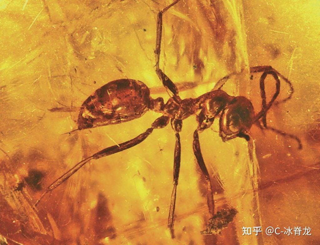 【神秘动物学】Martialis Heureka - 知乎