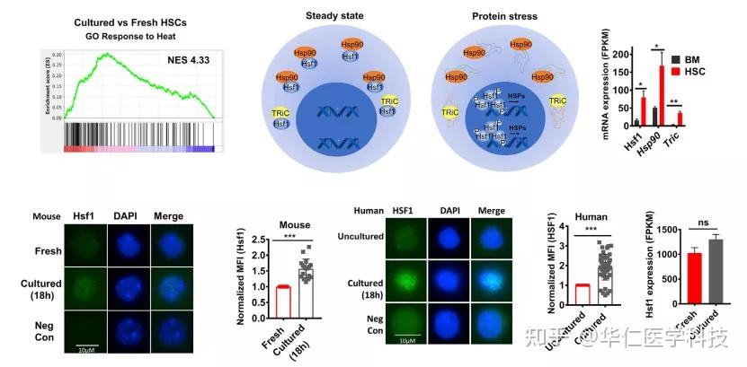 Hsf1是维持HSC适应性和蛋白质稳态的新靶点 - 知乎
