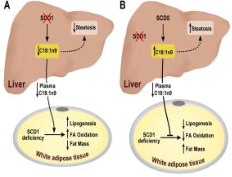 关于SCD1酶调节脂肪代谢的见解 - 知乎