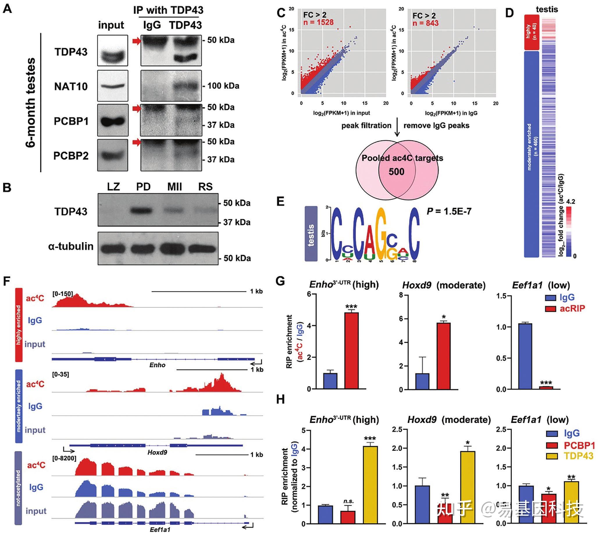 易基因：浙大范衡宇团队acRIP-seq揭示哺乳动物mRNA乙酰化修饰ac4C形成的分子机制｜Adv Sci - 知乎