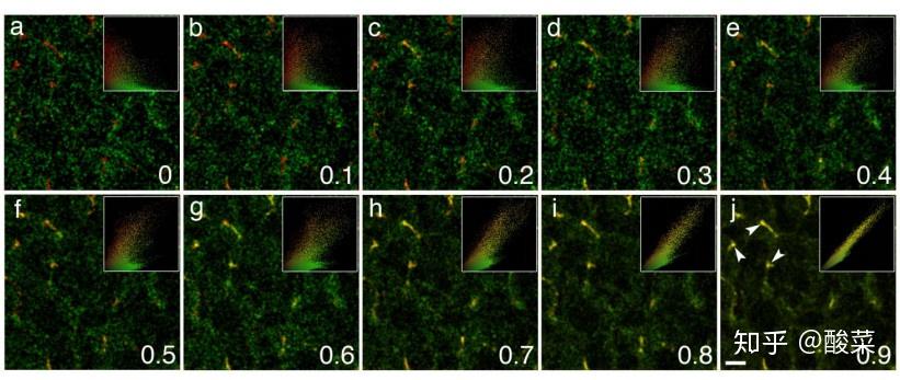 手把手教会荧光共定位分析 - 知乎