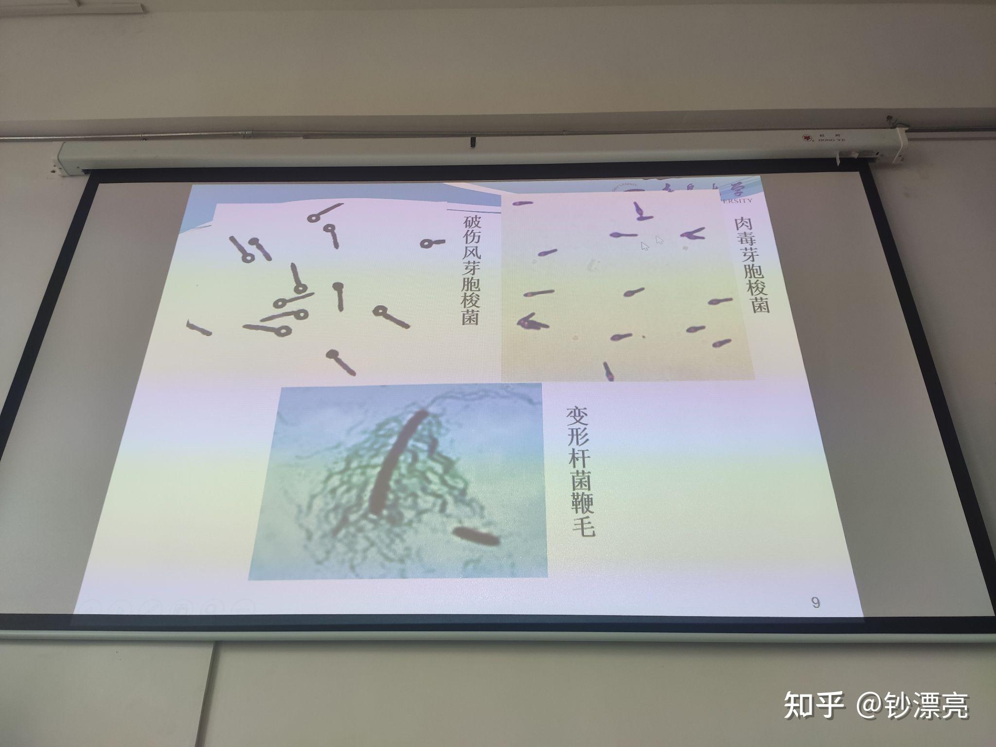 微生物显微镜🔬下观察 - 知乎