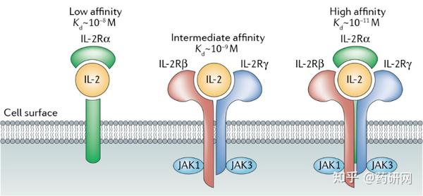 IL-2、IL-15：老靶点重焕青春 - 知乎