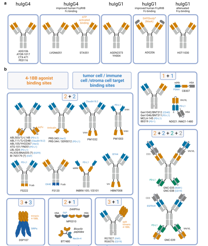 新一代4-1BB激动剂的开发 ：旨在更安全、有效 - 知乎