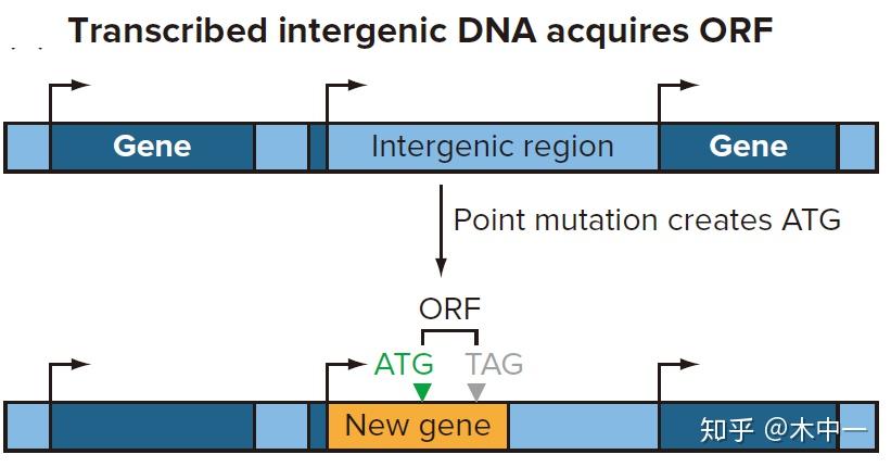 解读遗传信息之二——基因组注释 - 知乎