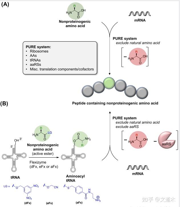 PeptiDream-mRNA展示（2） - 知乎