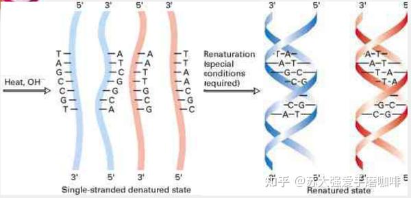 生物化学思维导图-核酸化学（二） - 知乎
