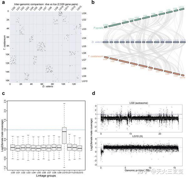 Chromosome-level genome assembly （Dendroctonus valens） - 知乎