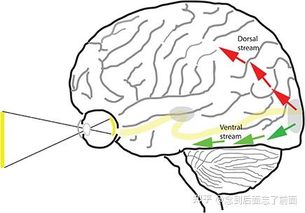 Dual-Pathway Model of Visual Win-Information Processing 赢视信息处理的双通路模型 - 知乎