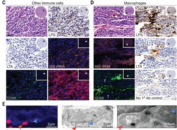 5R 16S测序检测 实现对肿瘤微生物等低生物量样本的深入研究 - 知乎