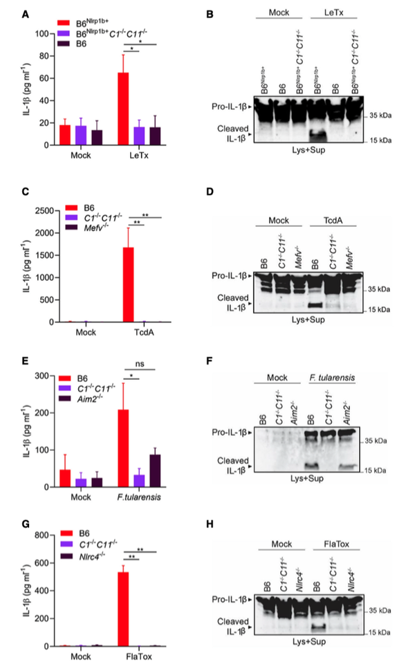 EMBO丨GSDMD驱动中性粒细胞独立于NETs的焦亡 - 知乎