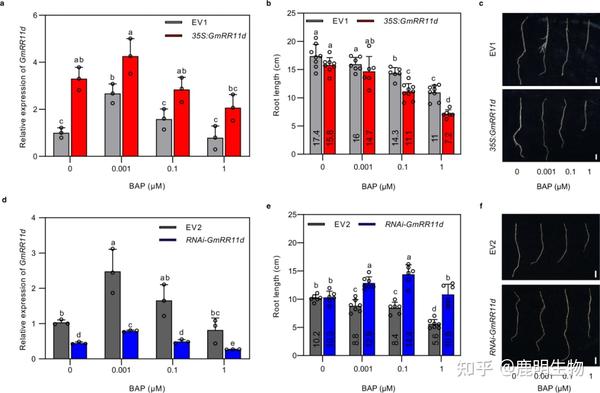Nat Commun│GmRR11调控大豆结瘤共生的分子机制 - 知乎