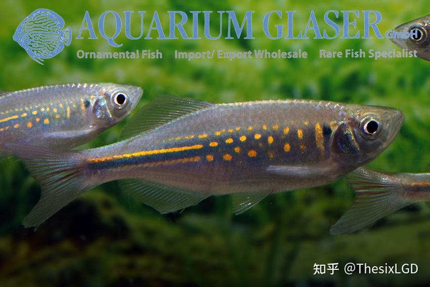 大【鱼丹】属Devario，不一样的大斑马鱼 - 知乎