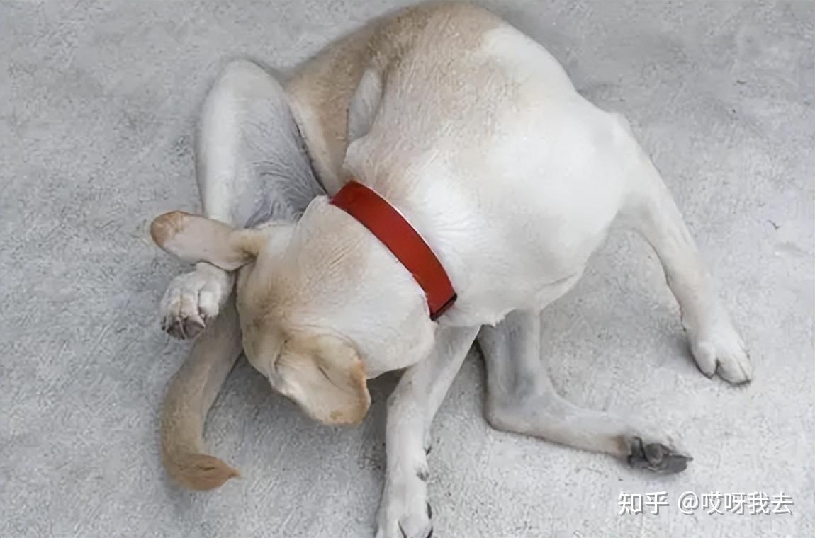 狗狗为何爱舔自己的 私处 其实暗示着这几件事