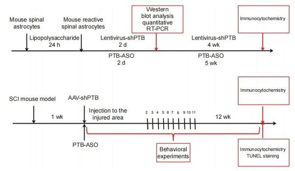 小布解读 | 有效治疗脊髓损伤的新策略——敲低多嘧啶束结合蛋白（PTB） - 知乎