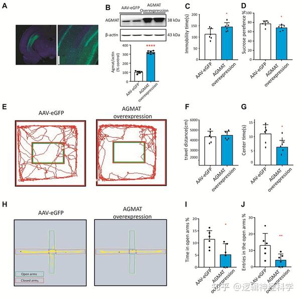 Neuropharmacology︱首都医科大学蔡翔团队发现调控海马脑区AGMAT基因表达能够促进兴奋性突触传递，有效缓解因不良应激引起的抑郁 ...
