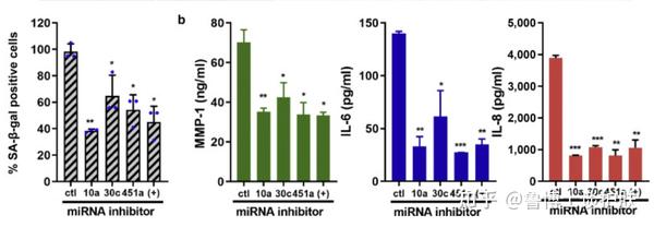 衰老细胞分泌的miRNA：miR-10a、-30c以及-451a可能是促进细胞衰老的新机制 - 知乎