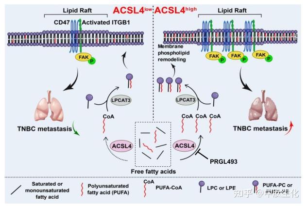 Cancer Res：ACSL4介导的膜磷脂重塑激活促进三阴性乳腺癌转移 - 知乎