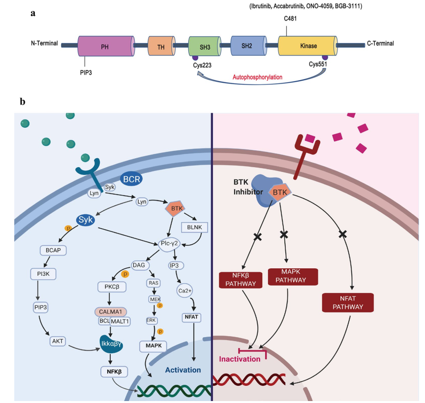 靶向BTK药物研究中相关药效学生物标志物研究策略 - 知乎